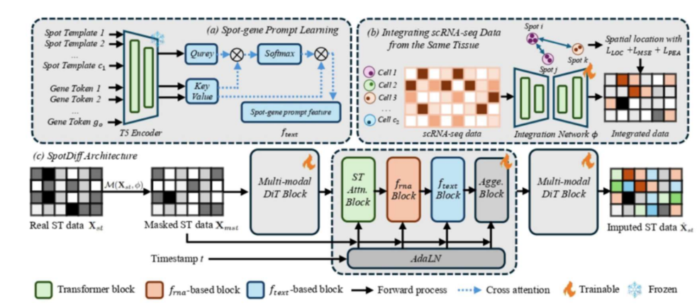 AAAI2025 SpotDiff: Spatial Gene Expression Imputation Diffusion with Single-Cell RNA Sequencing ...